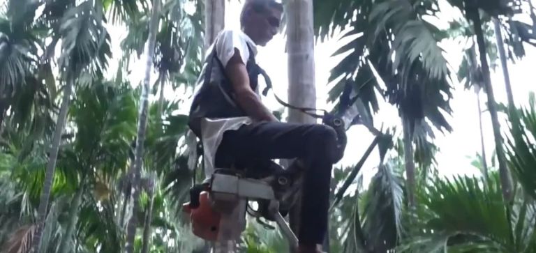 Innovadora creación de un agricultor para cosechar nueces | LosPrimerosTv